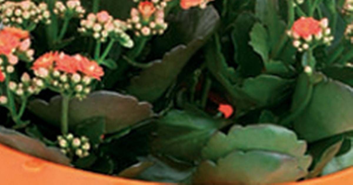 10 planter, der overlever visne fingre