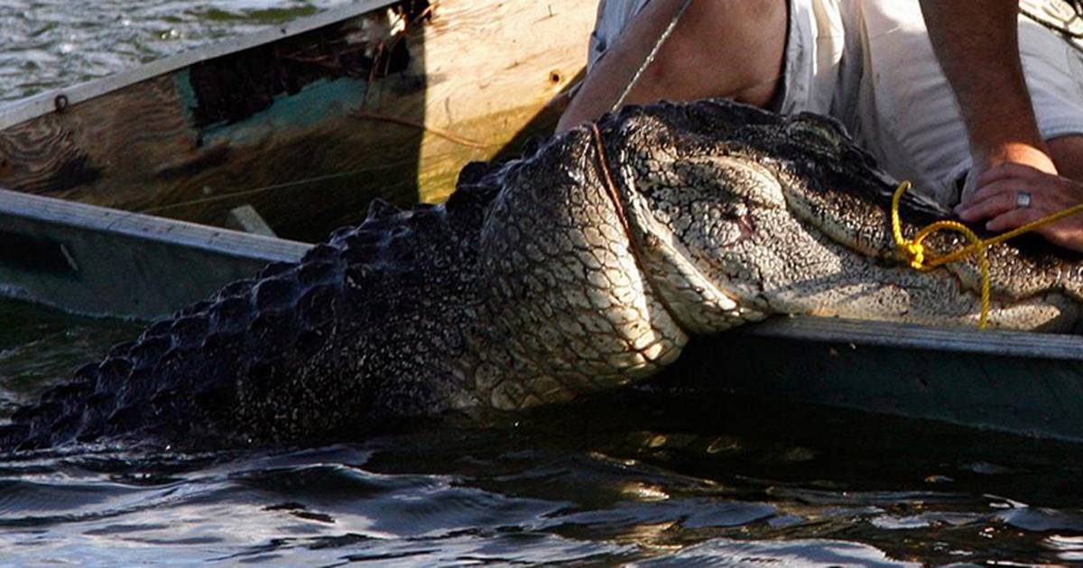 Dreng mistede en arm til alligator