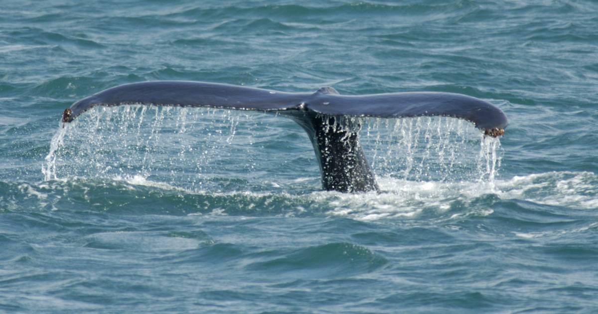 Flere hvalarter i bedring - Jyllands-Posten