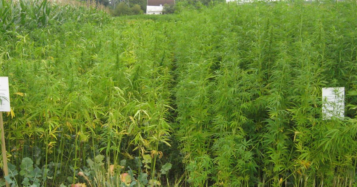 Politi høstede 320 kg hamp på Fyn