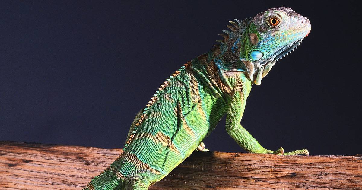 Hittegods: En leguan