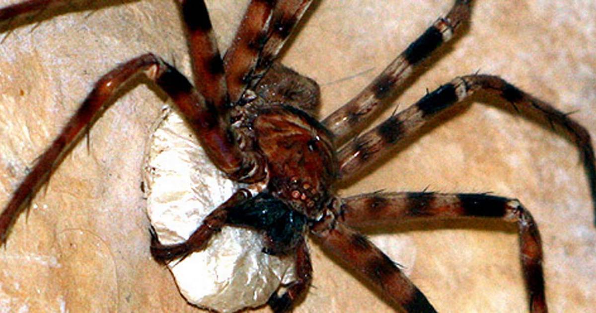 Kæmpe-edderkop fundet i Asien - Jyllands-Posten
