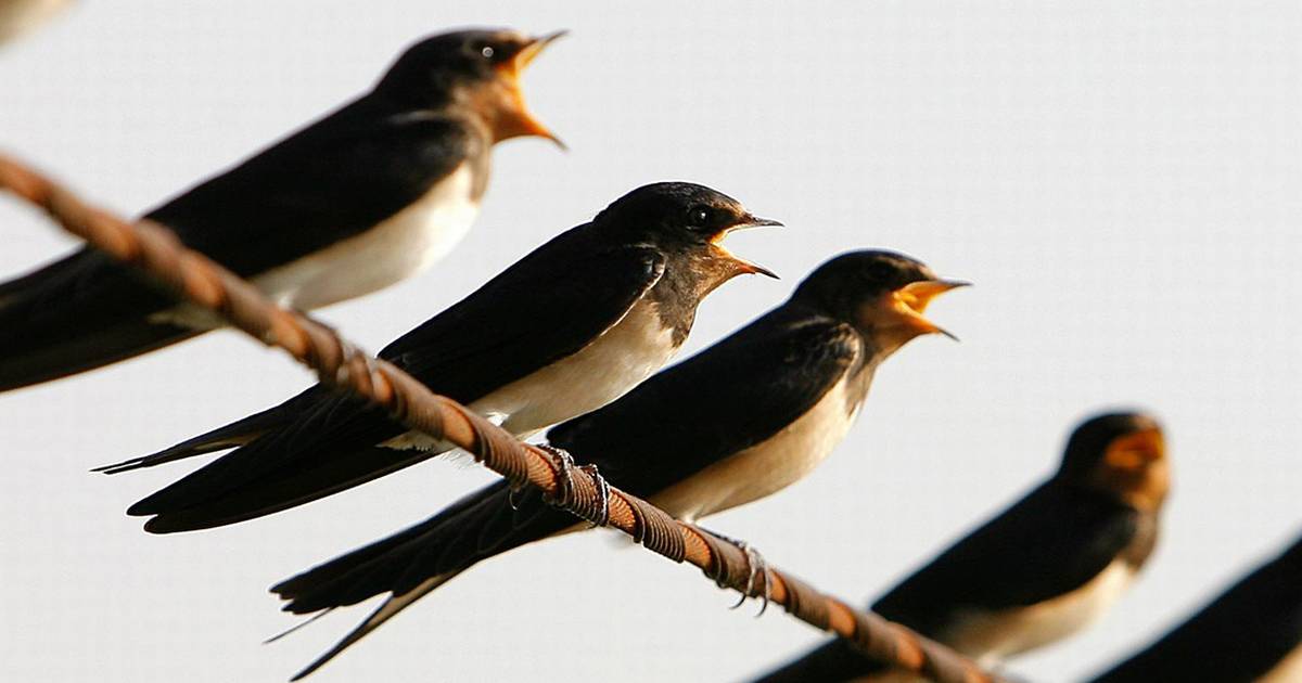 Svalen er kommet - Jyllands-Posten