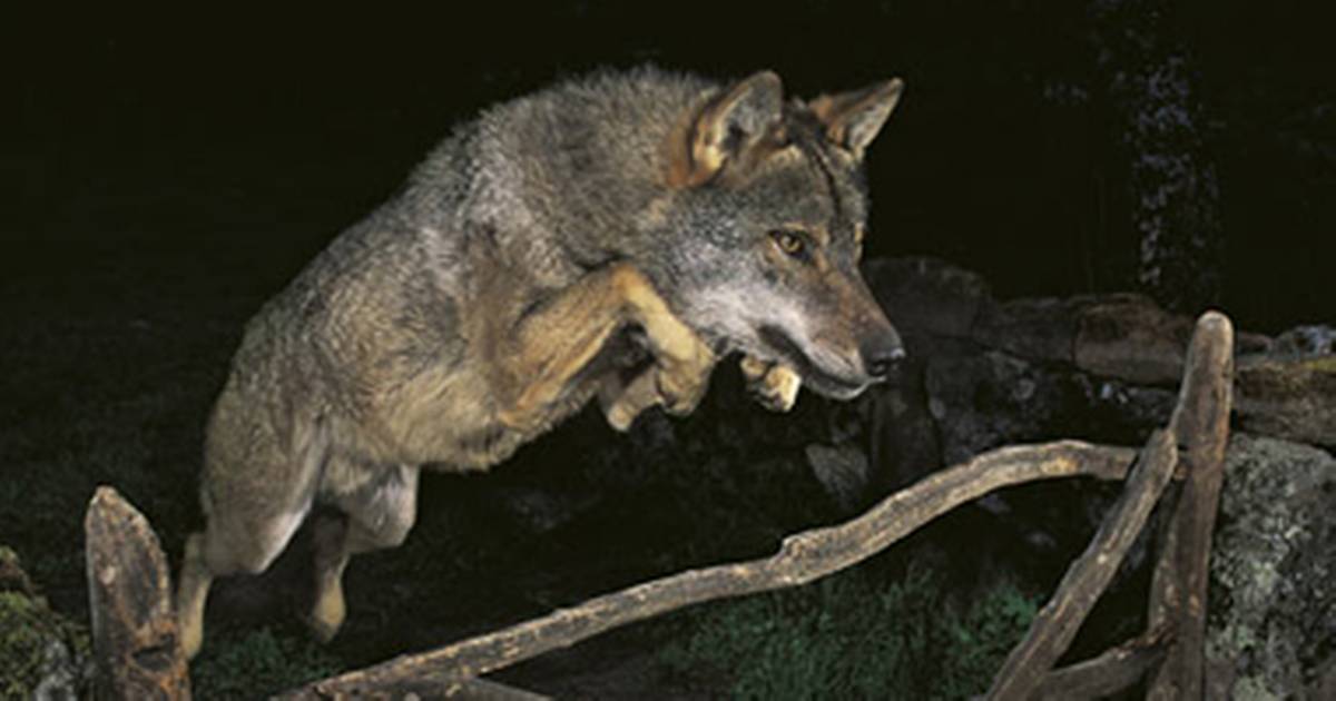 Foto-fup: Grådig ulv var trænet - Jyllands-Posten