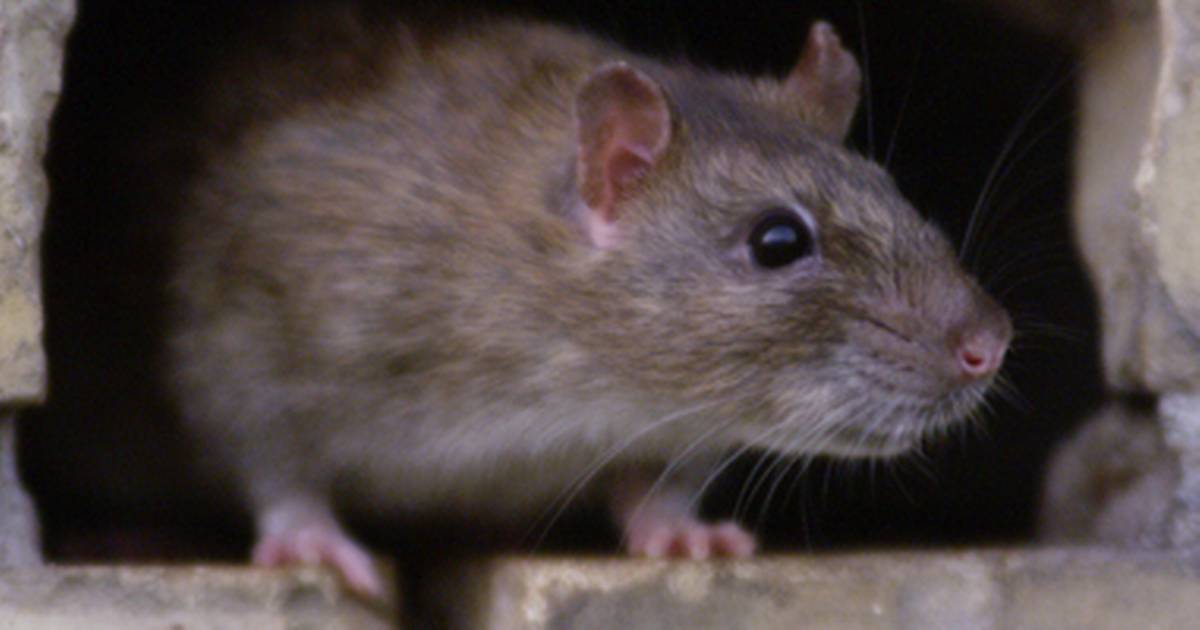 Rotter finder landminer - Jyllands-Posten