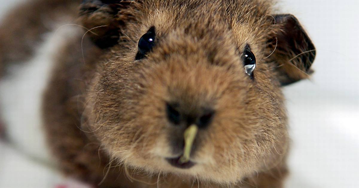 I retten for at brænde marsvin - Jyllands-Posten