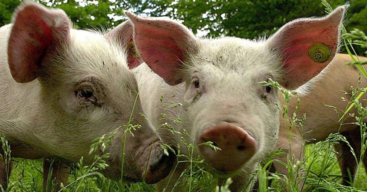 Svinevaccine mod H1N1 godkendt i USA