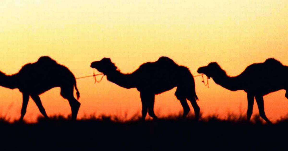 Bedre lægemidler på vej fra kameler - Jyllands-Posten