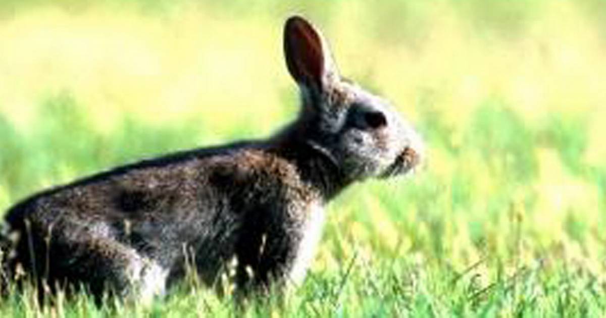 Derfor får harer så mange unger - Jyllands-Posten