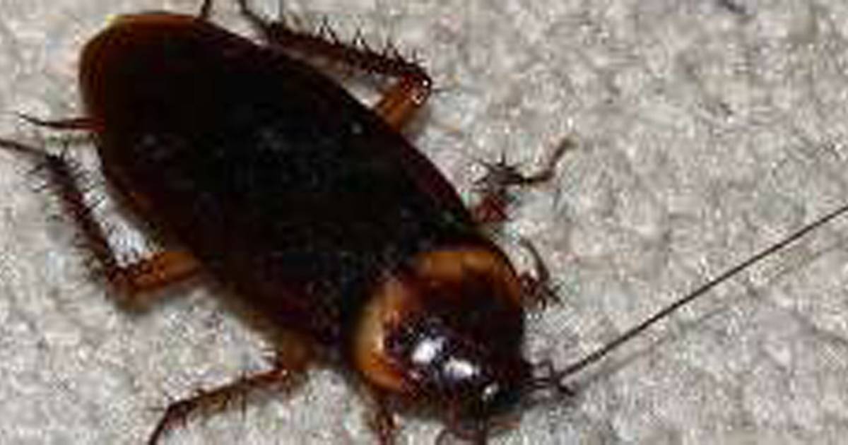 Kakerlakker er morgendumme