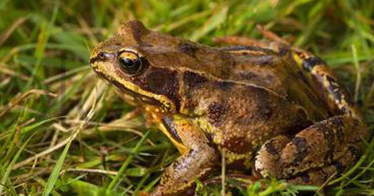 Verdens padder har det skidt - Jyllands-Posten