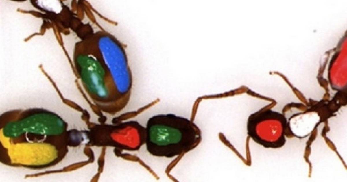 Myrer gider ikke lange møder - Jyllands-Posten