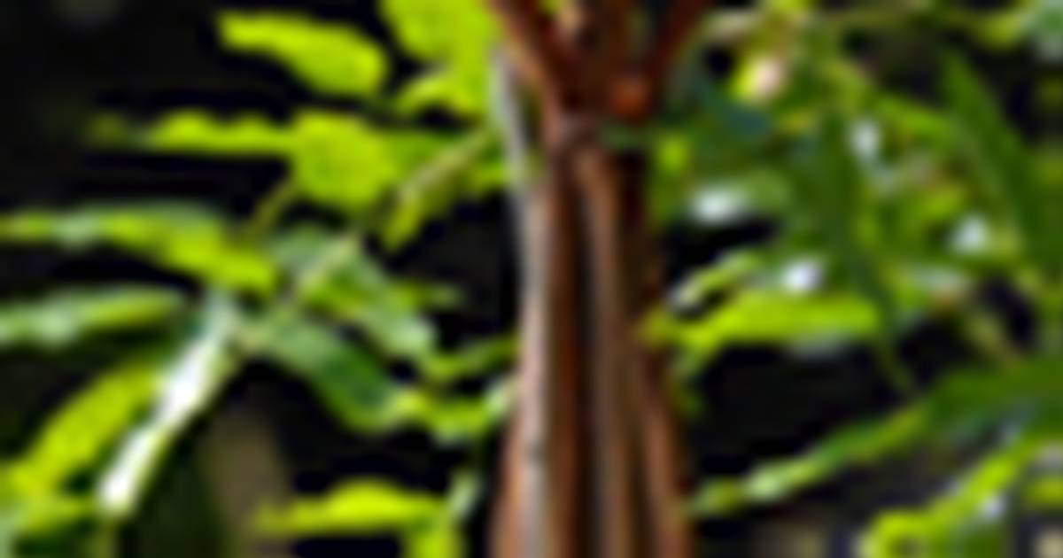 Den rustne have - Jyllands-Posten