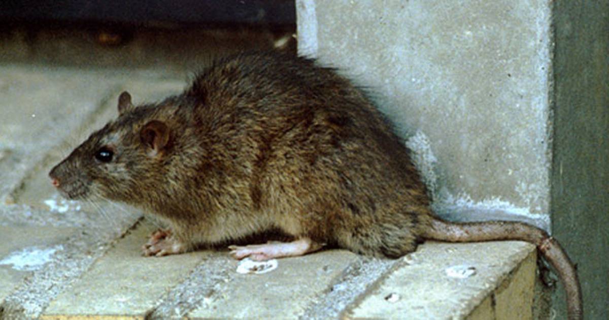 Rotter på loftet er en myte - Jyllands-Posten