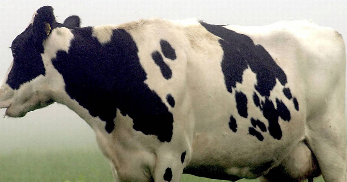 Mælkeproducenter raser mod Arla