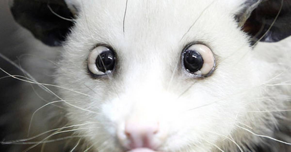 Den skeløjede pungrotte Heidi er død