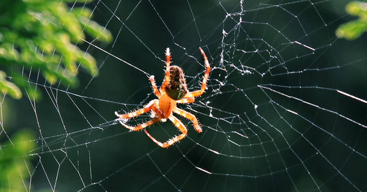 Verdens ældste edderkop er død, men ikke af alderdom - Jyllands-Posten