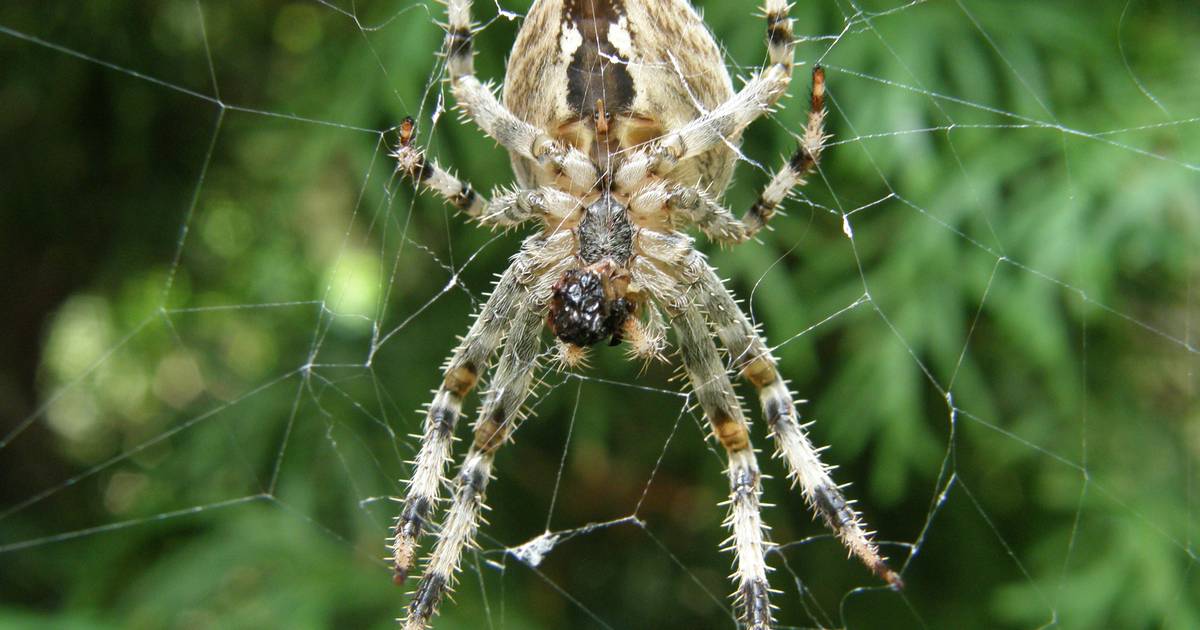 Ny teori: Frygt for edderkopper er skabt af evolutionen - Jyllands-Posten