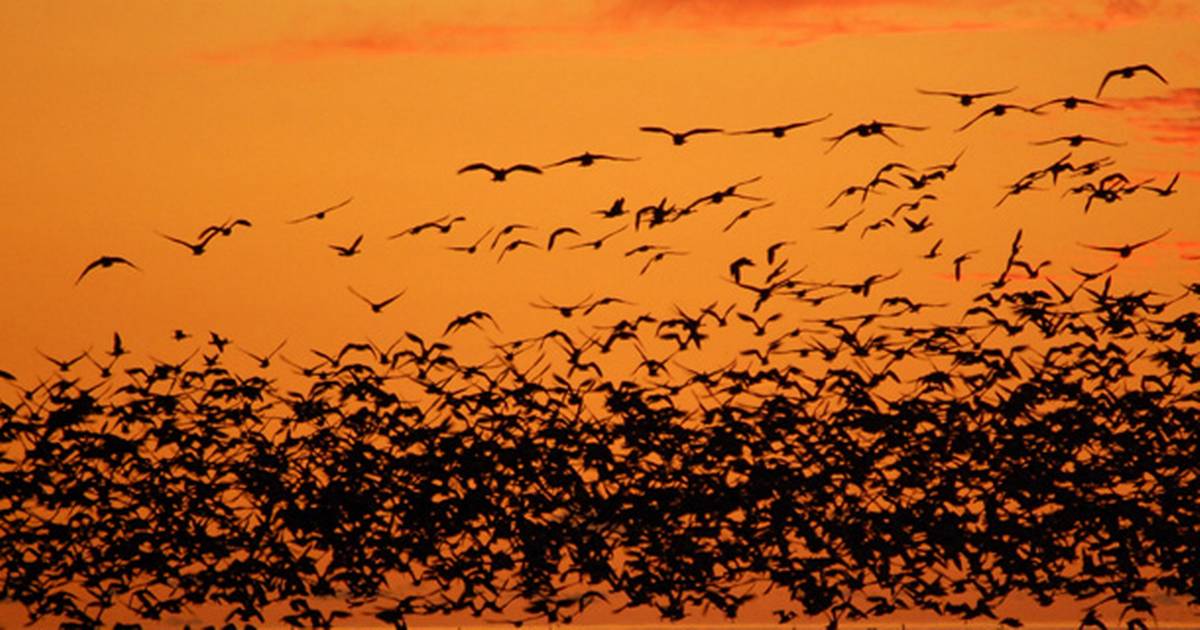 Vadehavet - fuglenes eldorado