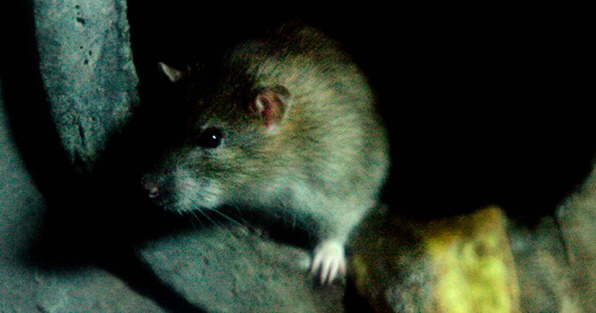 Dansk firma fanger rotter ved hjælp af Google