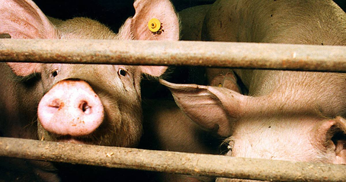 Advarsel om hjemmeslagtede svin - Jyllands-Posten