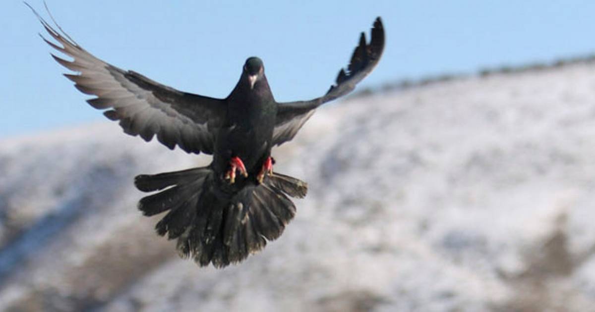 Duerne har snydt forskerne