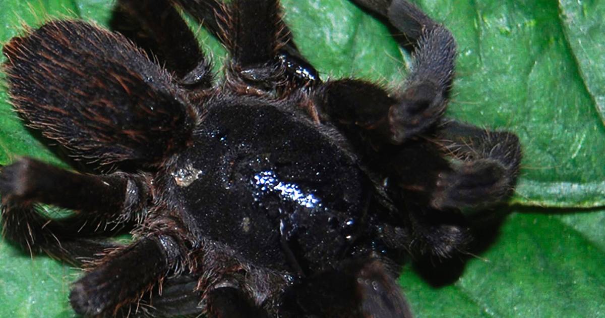 Store edderkopper hærger i Indien - Jyllands-Posten