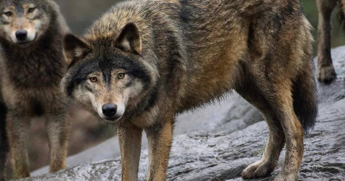 Landmand: Nærgående ulvekobbel spreder frygt i Nordtyskland - Jyllands ...