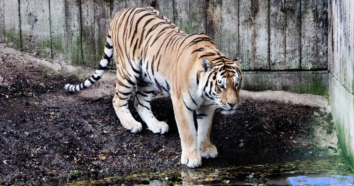 Politiet prøver at forstå tiger-offer - Jyllands-Posten