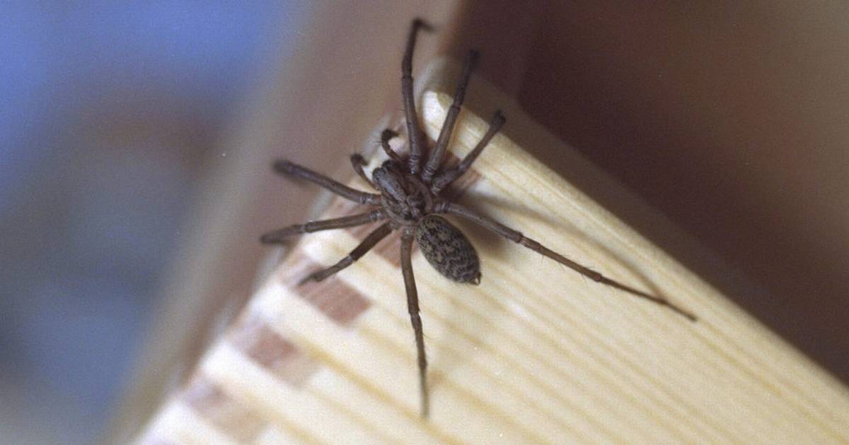 Kan danske edderkopper bide dig? - Jyllands-Posten