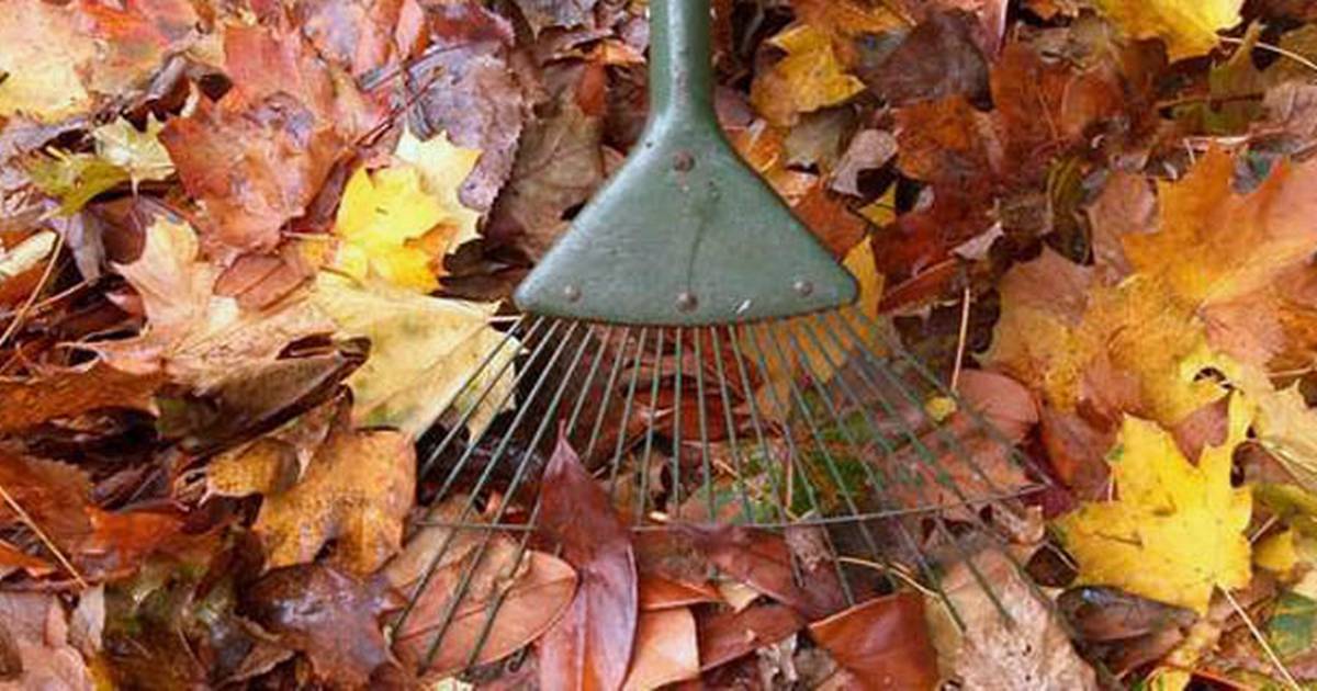 Slip nemmere af med de visne blade - Jyllands-Posten