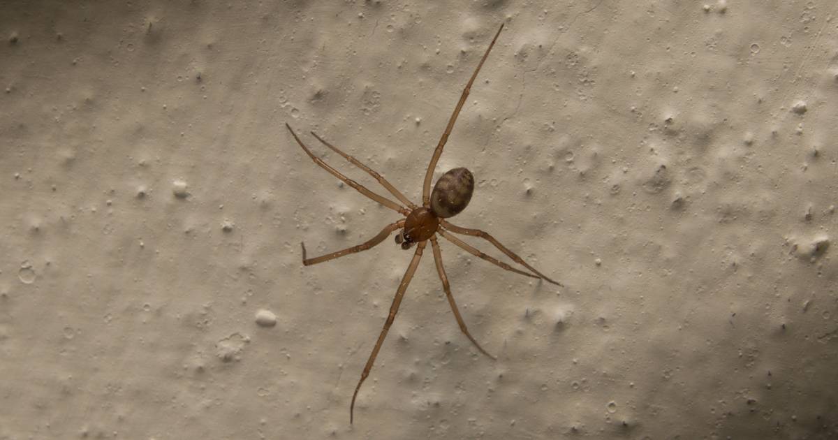 Spiser du edderkopper i søvne?