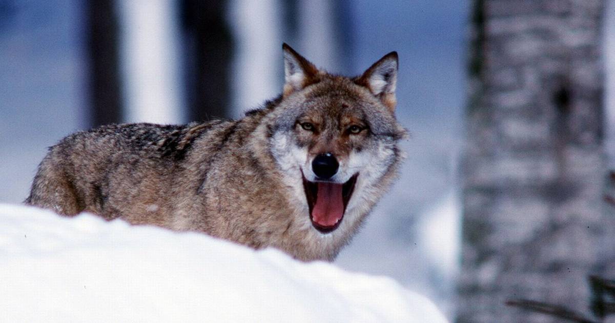 Indædt kamp om ulve i Norge - Jyllands-Posten