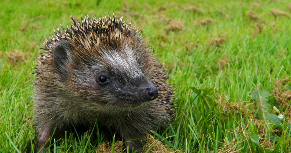 Havens dyr dør af tørst i heden - Jyllands-Posten