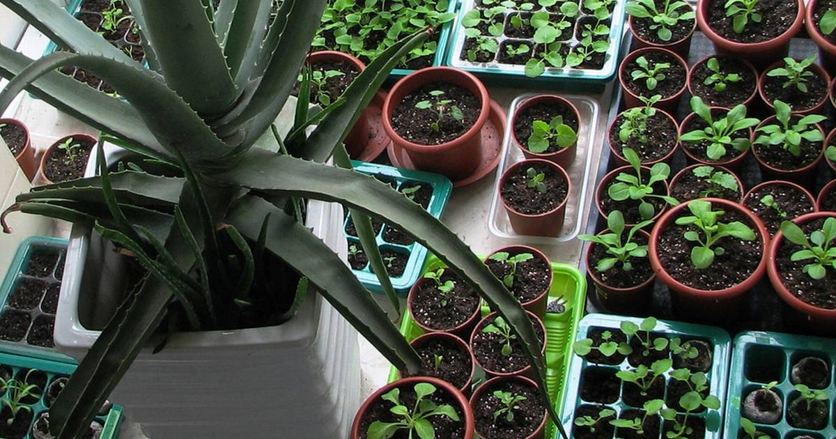 Nu kan du forspire til haven og altanen