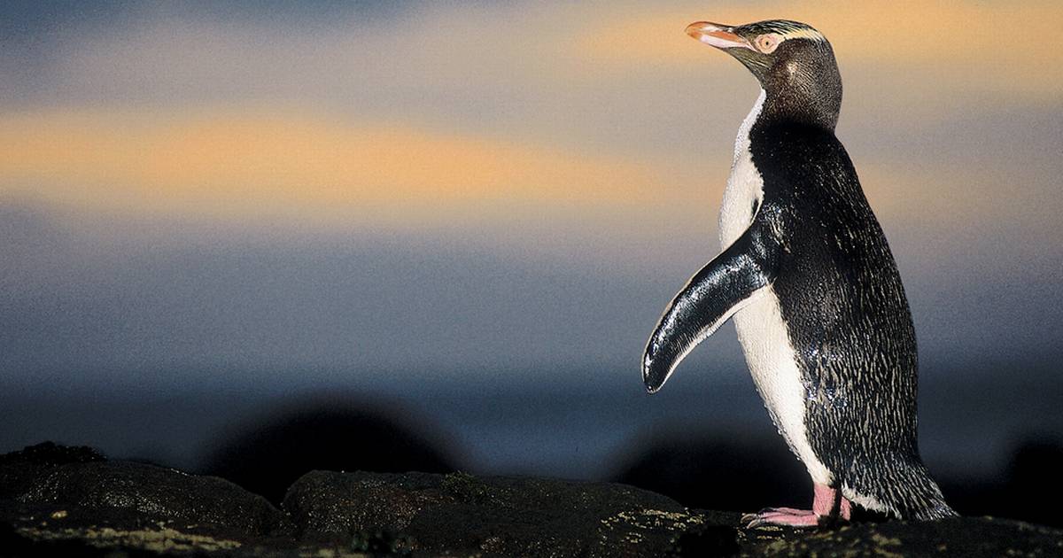Pingviner kan også danse - Jyllands-Posten