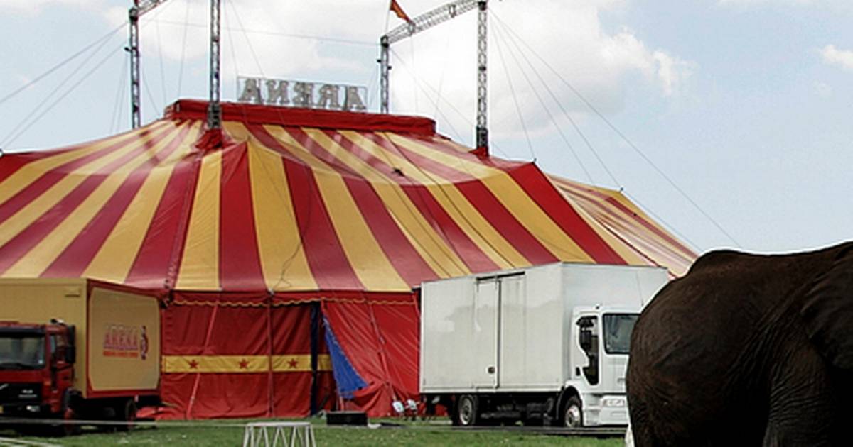 Akrobat styrtede ned under forestilling i cirkus - Jyllands-Posten