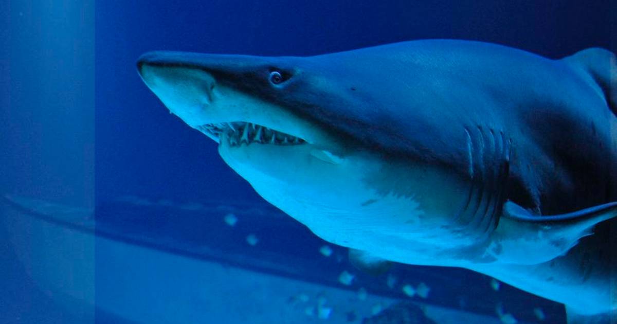 Derfor æder hajfostre hinanden - Jyllands-Posten