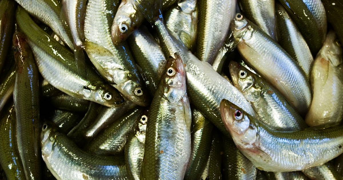 Velhavende fisker sælger Danmarks største sildefabrik - Finans