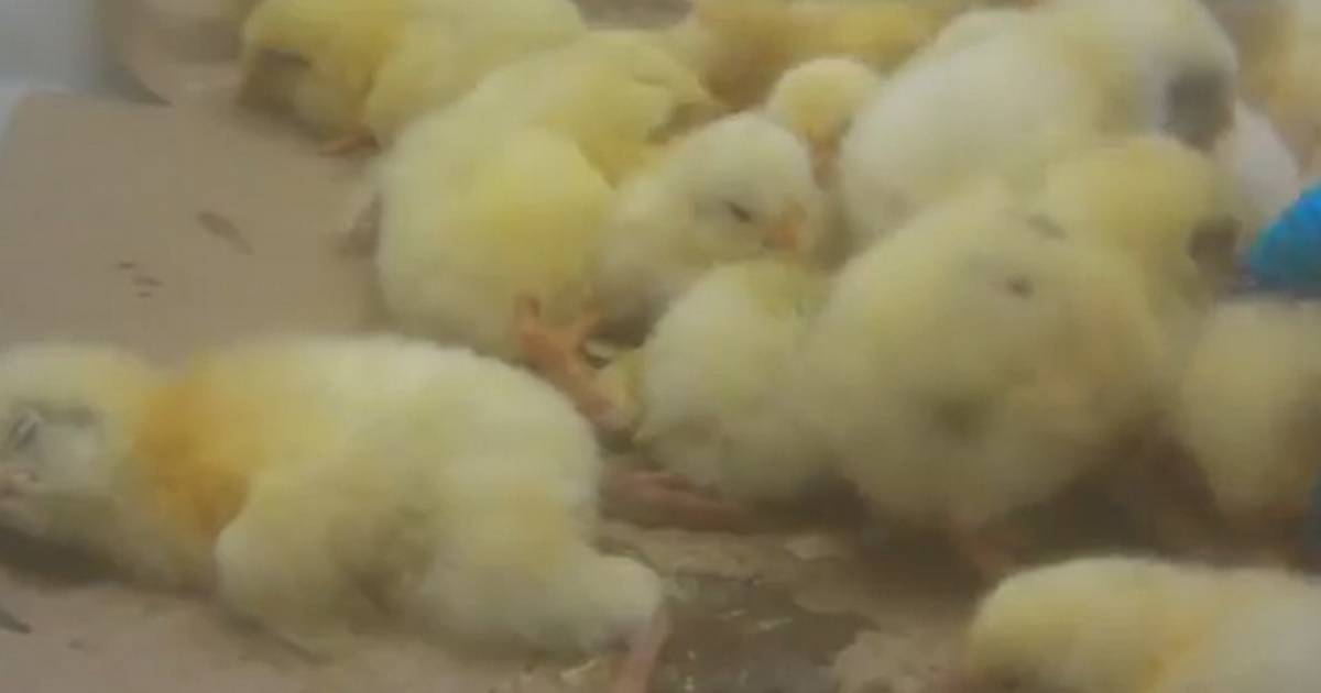 3,2 mio. kyllinger aflives som nyklækkede