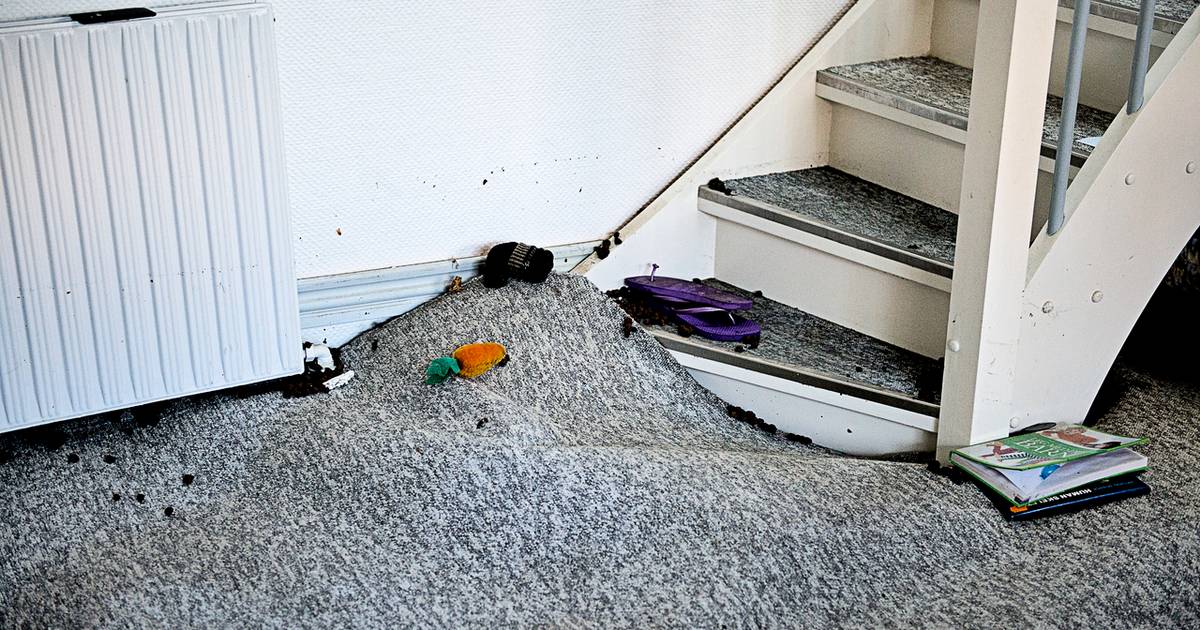 Bodil kan give dig svamp - Jyllands-Posten