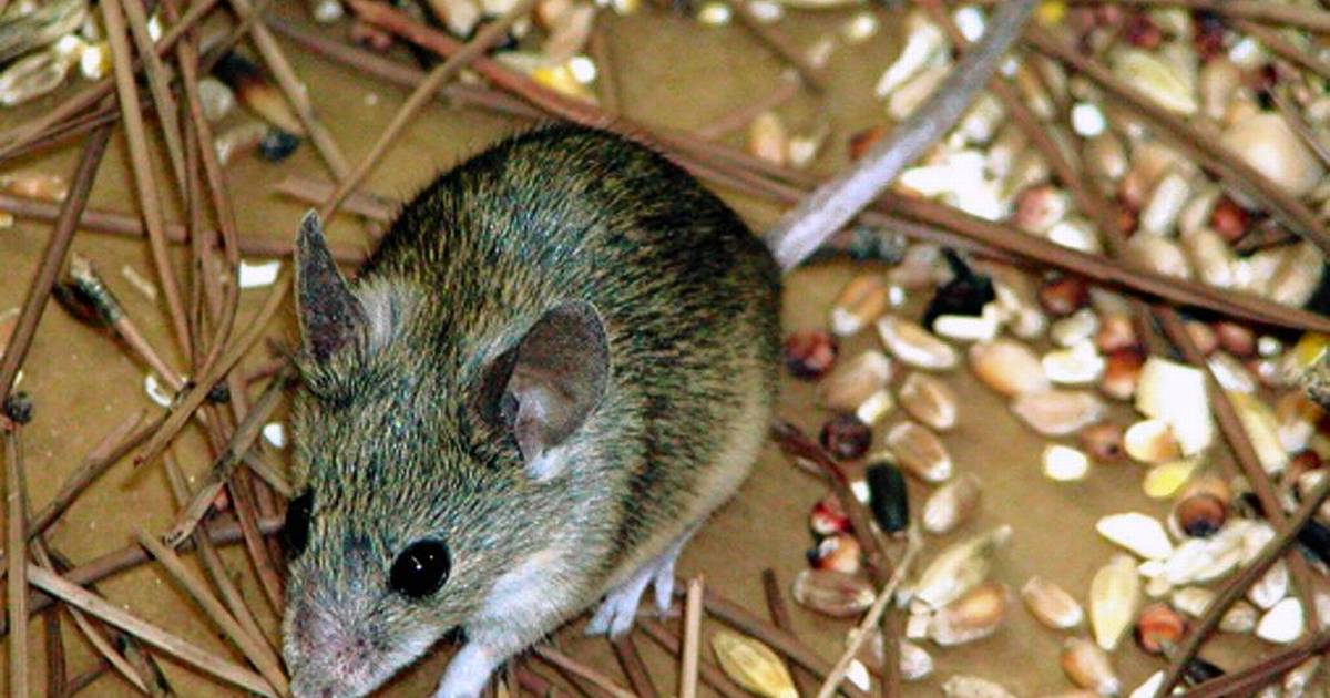 Er der mus i melet? - Jyllands-Posten