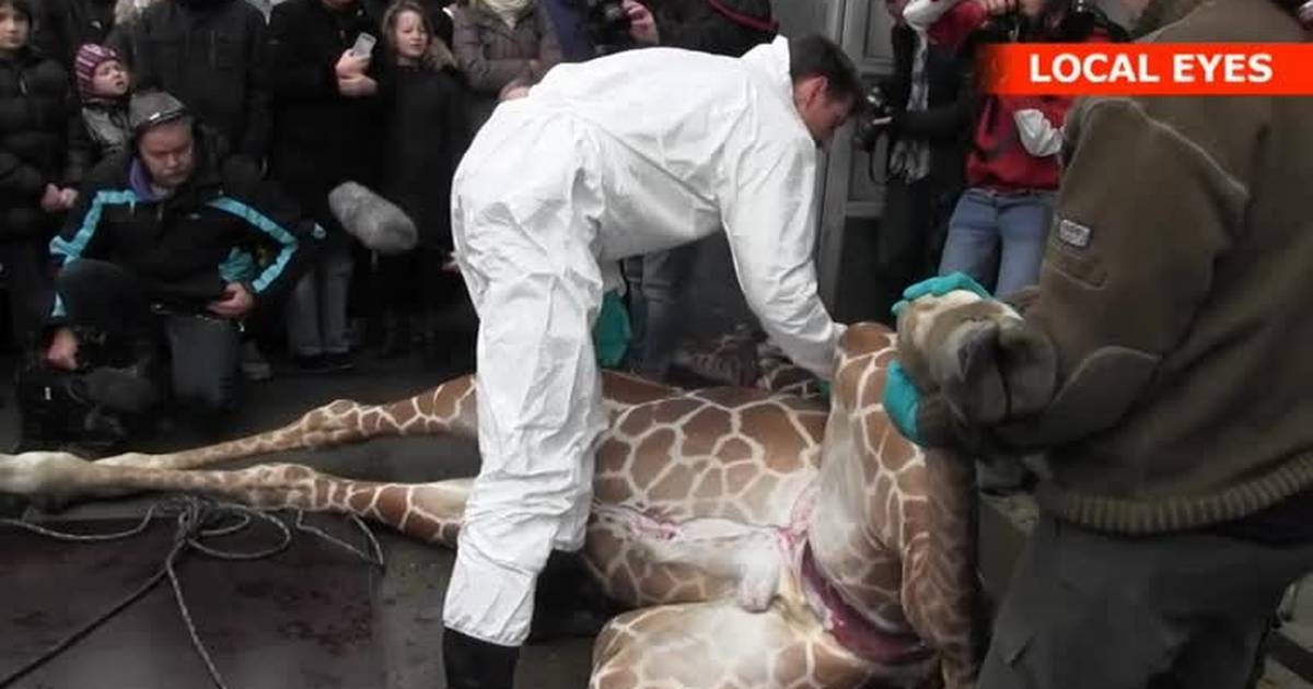 Hemmeligheden bag Marius-sagen? Zoo fik hjælp af et dyrt it-system