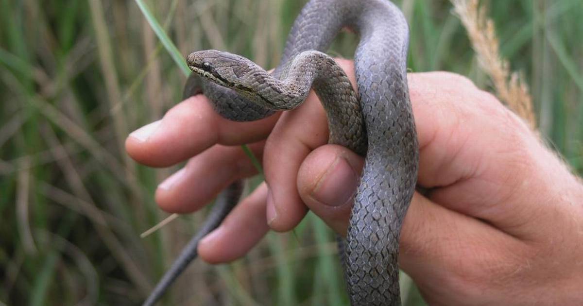 Danmarks skjulte slange skal frem i lyset