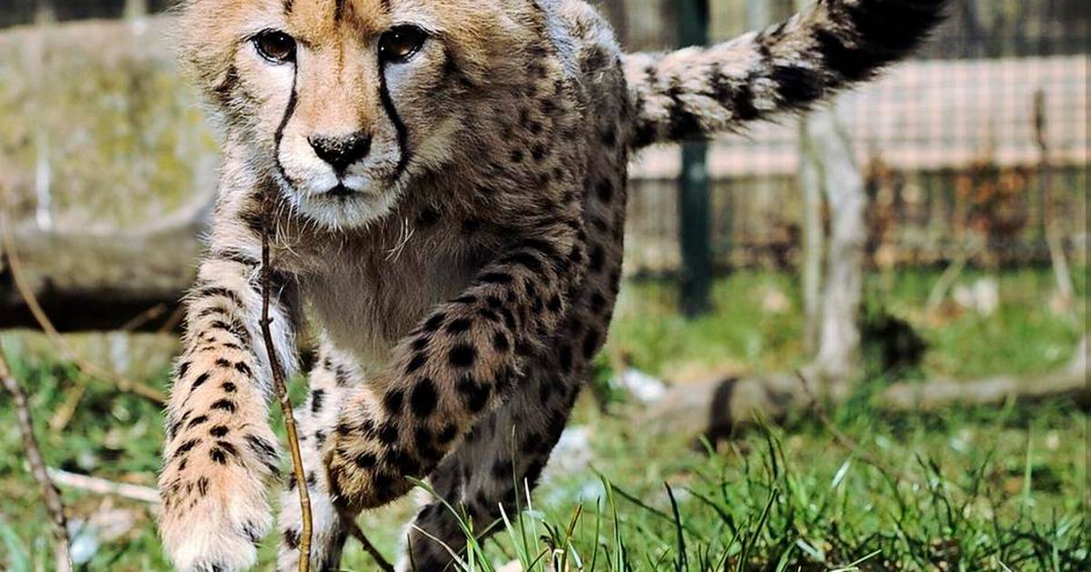 Hygge med truede dyr