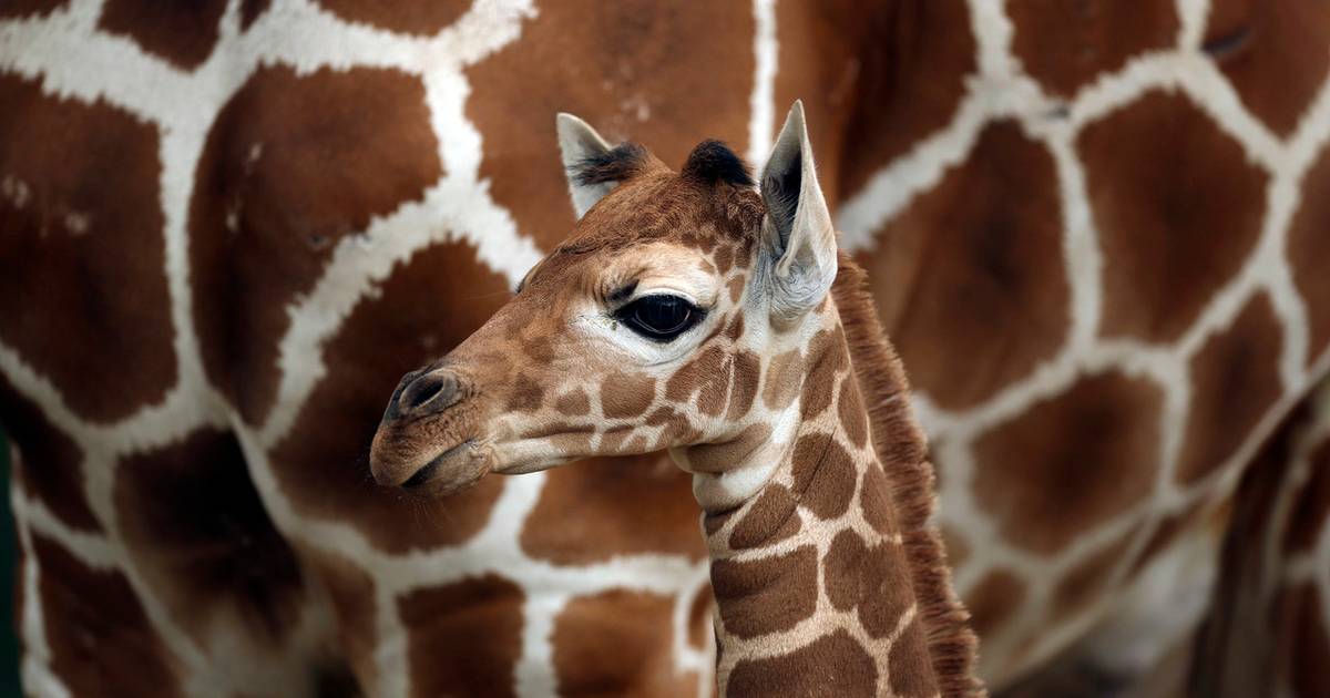 Girafunge død i København Zoo - Jyllands-Posten