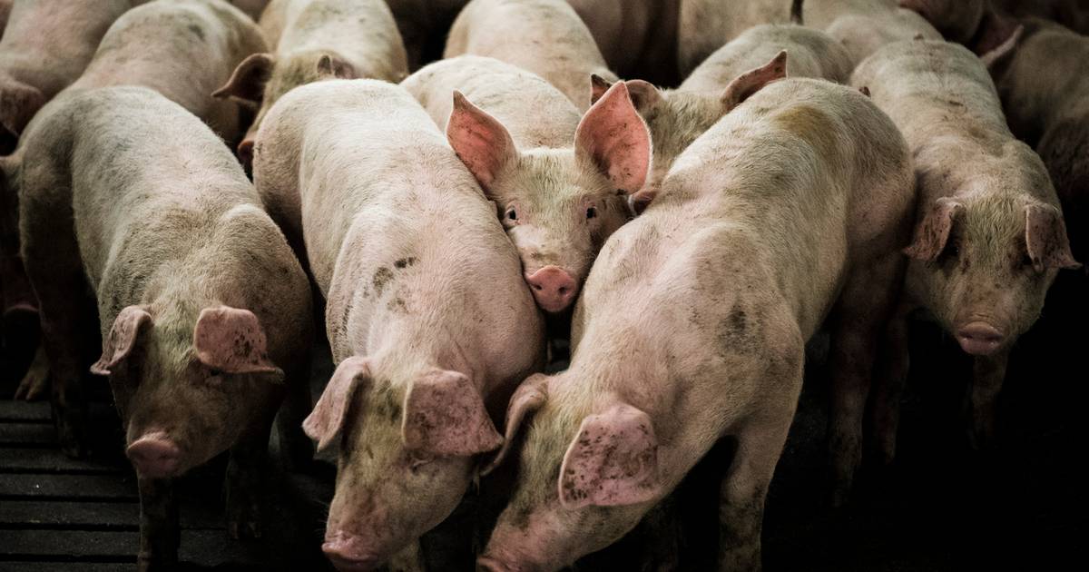 Danish Crown giver tilskud til svineproduktion - Finans