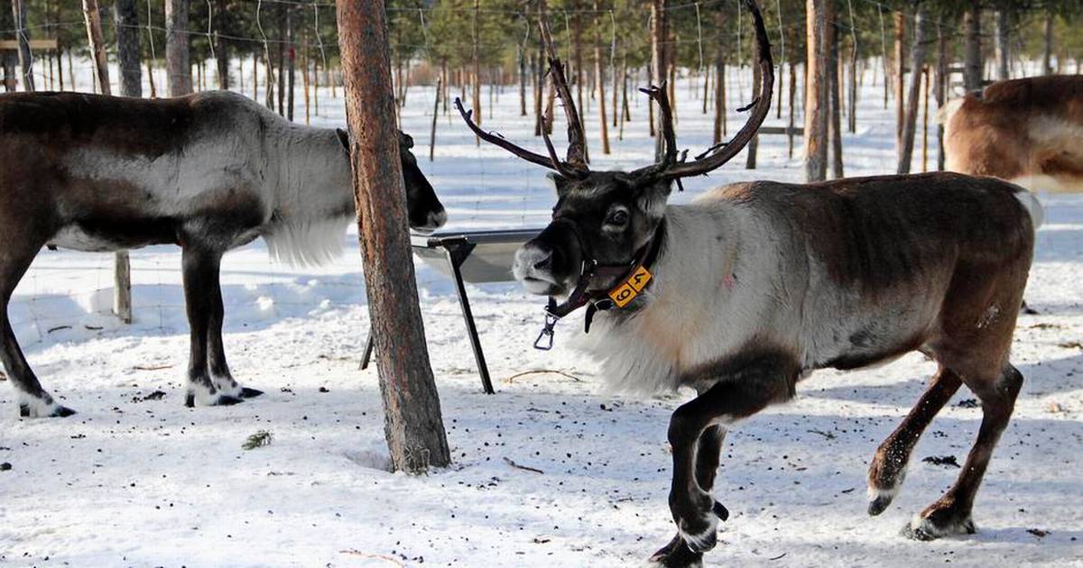 Når et rensdyr har fået nok - Jyllands-Posten