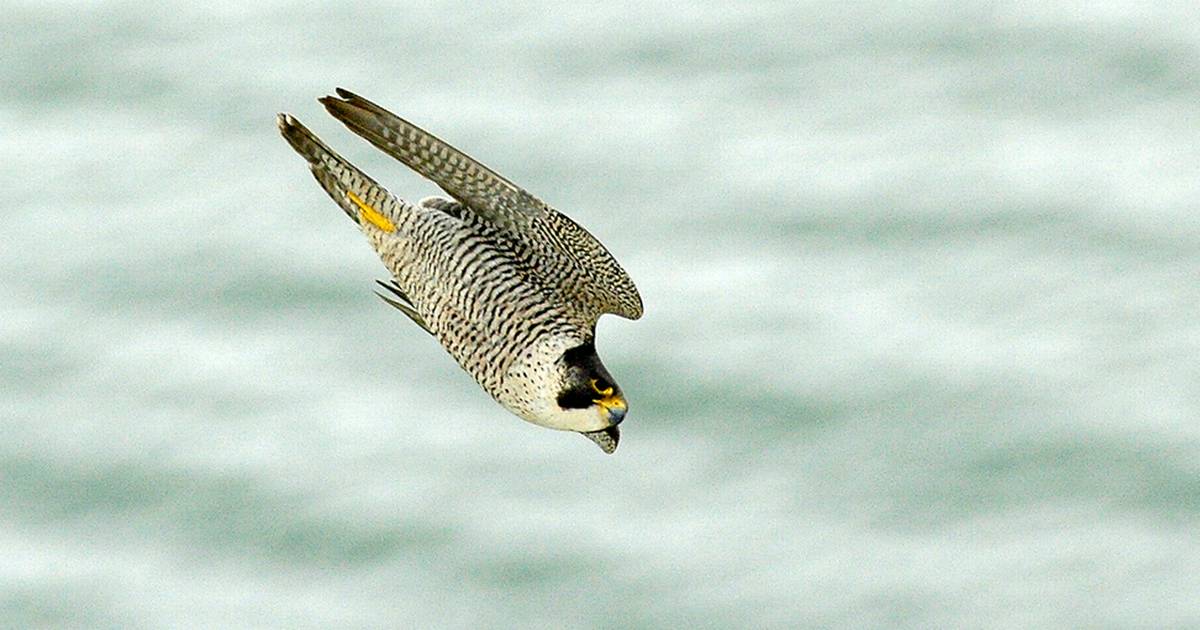 Ornitolog forklarer: Derfor er dansk falke-succes i fare