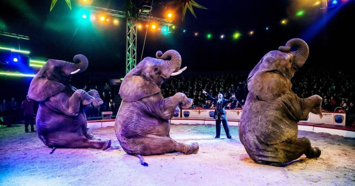 Cirkus med høj underholdningsværdi